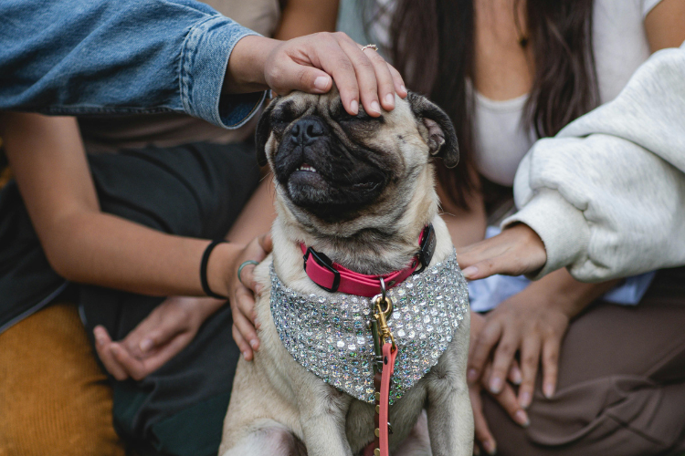 Bay Area Pug Project