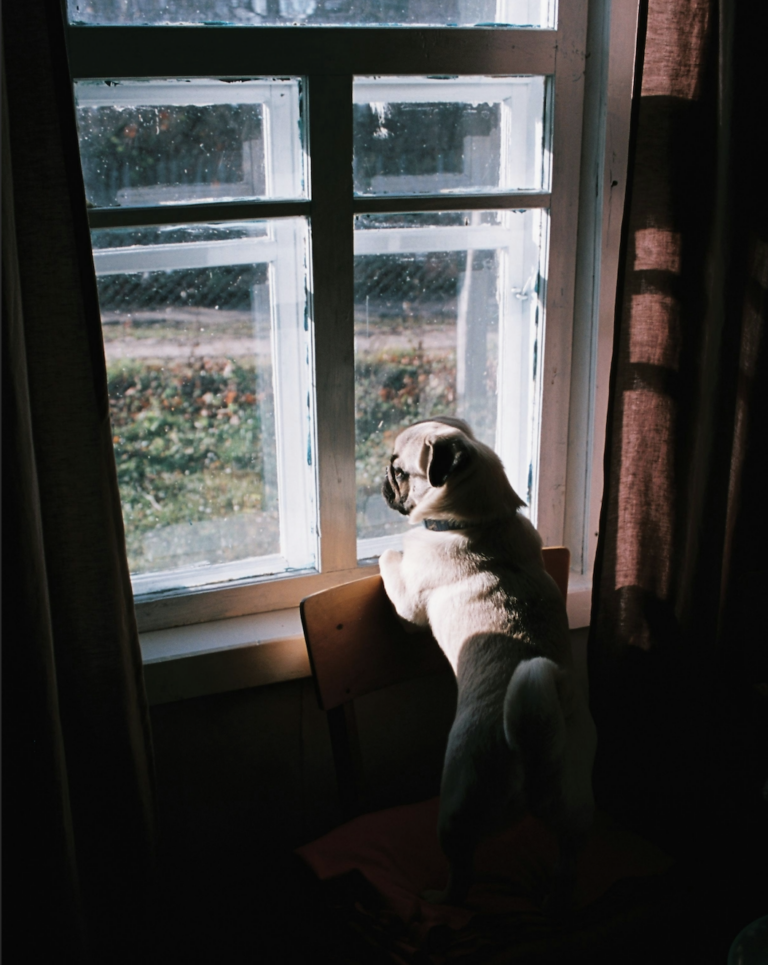 Surrender A Dog – Bay Area Pug Project