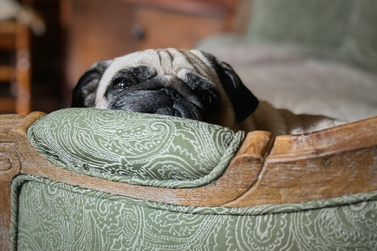 Bay Area Pug Project