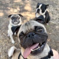 Bay Area Pug Project