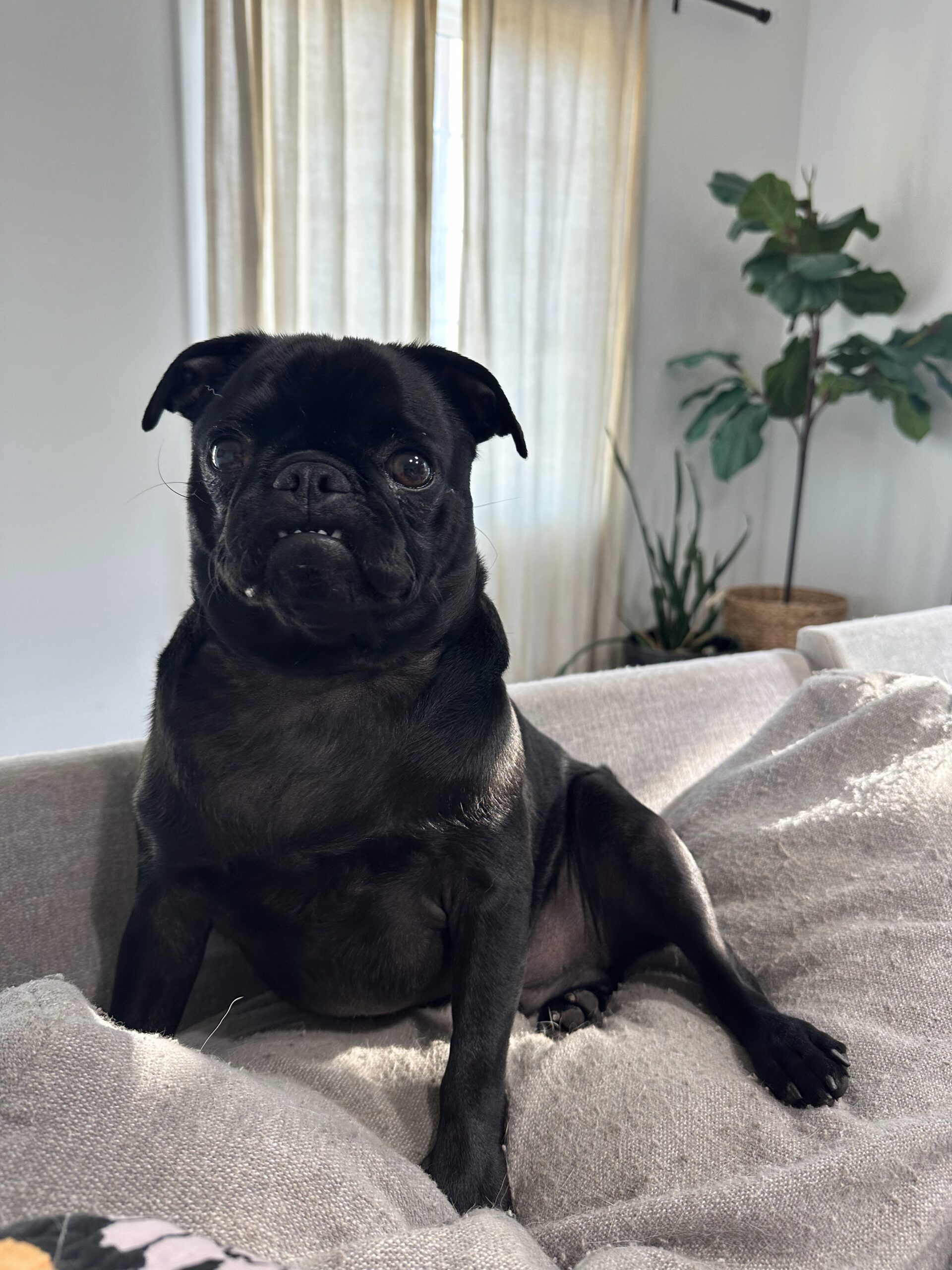 Milo – Bay Area Pug Project