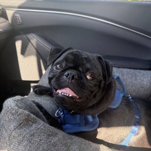 Milo – Bay Area Pug Project