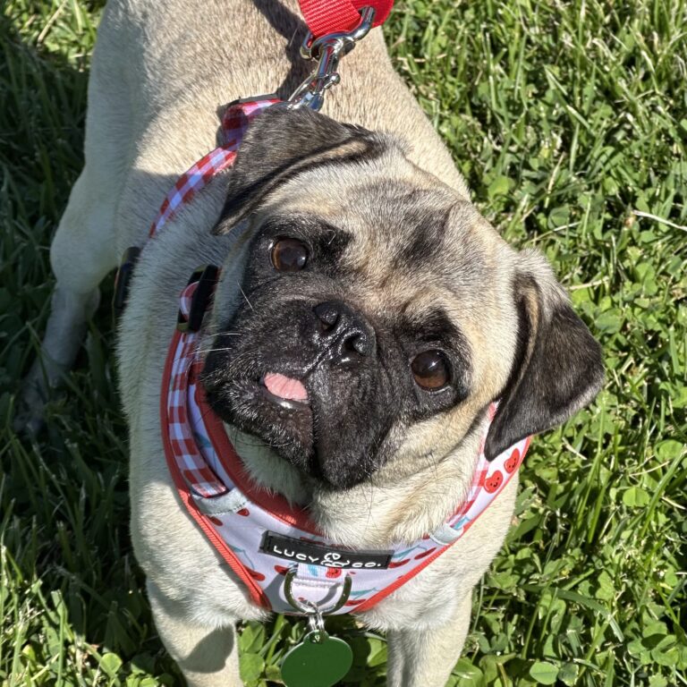 Bay Area Pug Project