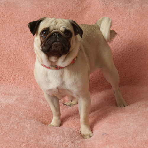 Mika – Bay Area Pug Project