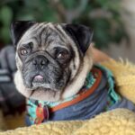 Bay Area Pug Project