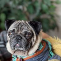 Bay Area Pug Project