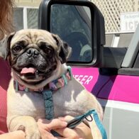 Bay Area Pug Project
