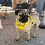 Bay Area Pug Project
