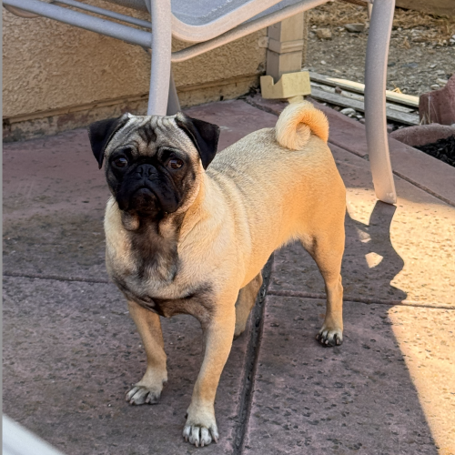 Bay Area Pug Project