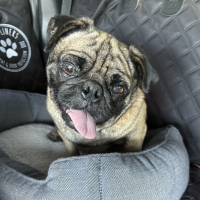 Bay Area Pug Project
