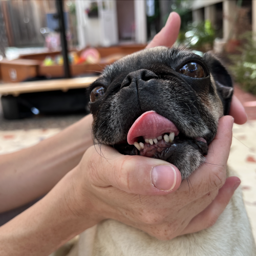 Rita – Bay Area Pug Project