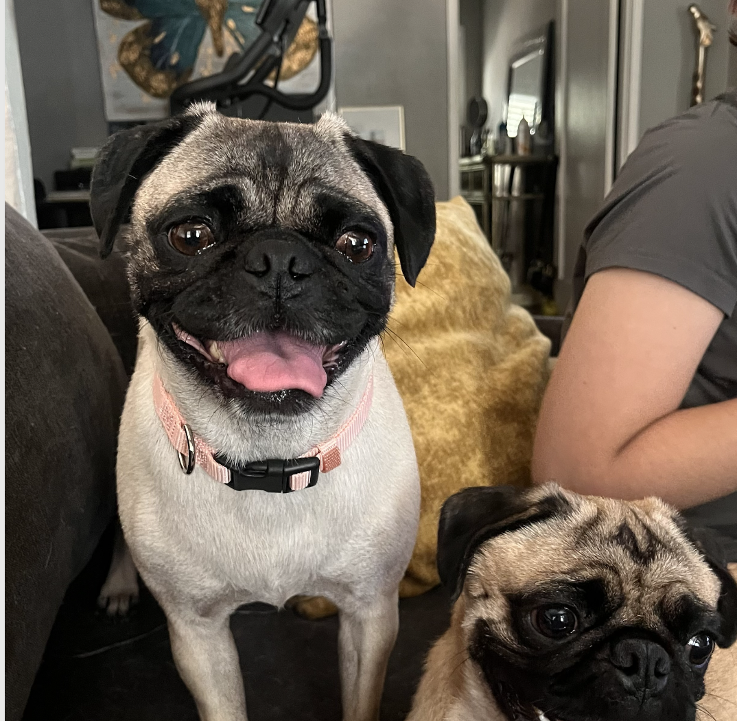 Lucy – Bay Area Pug Project