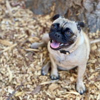 Bay Area Pug Project