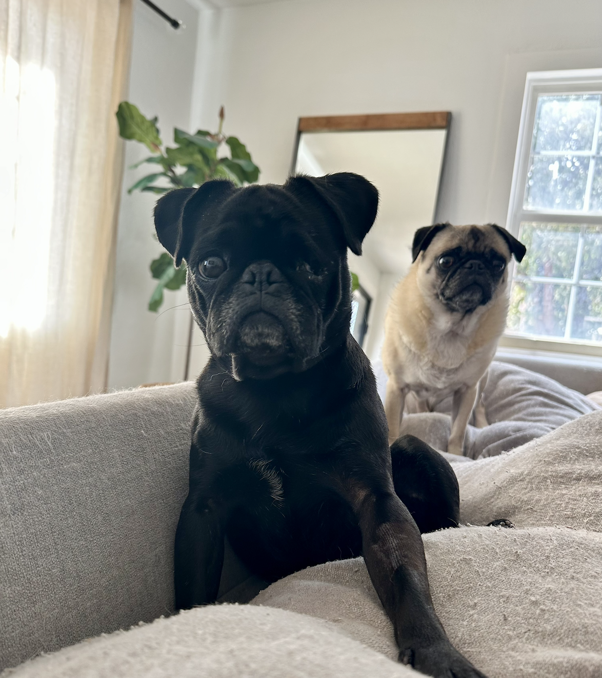 Buddy – Bay Area Pug Project