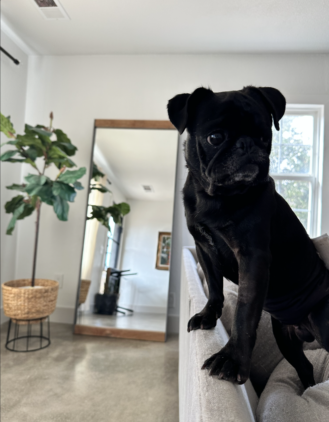 Buddy – Bay Area Pug Project
