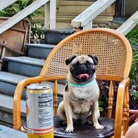 Bay Area Pug Project