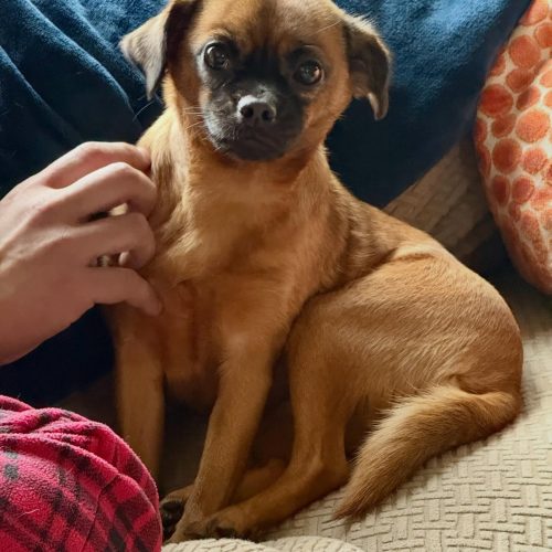 Maggie – Bay Area Pug Project