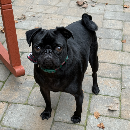 Bay Area Pug Project