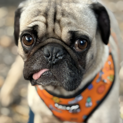 Bay Area Pug Project
