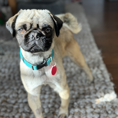 Ralphie – Bay Area Pug Project