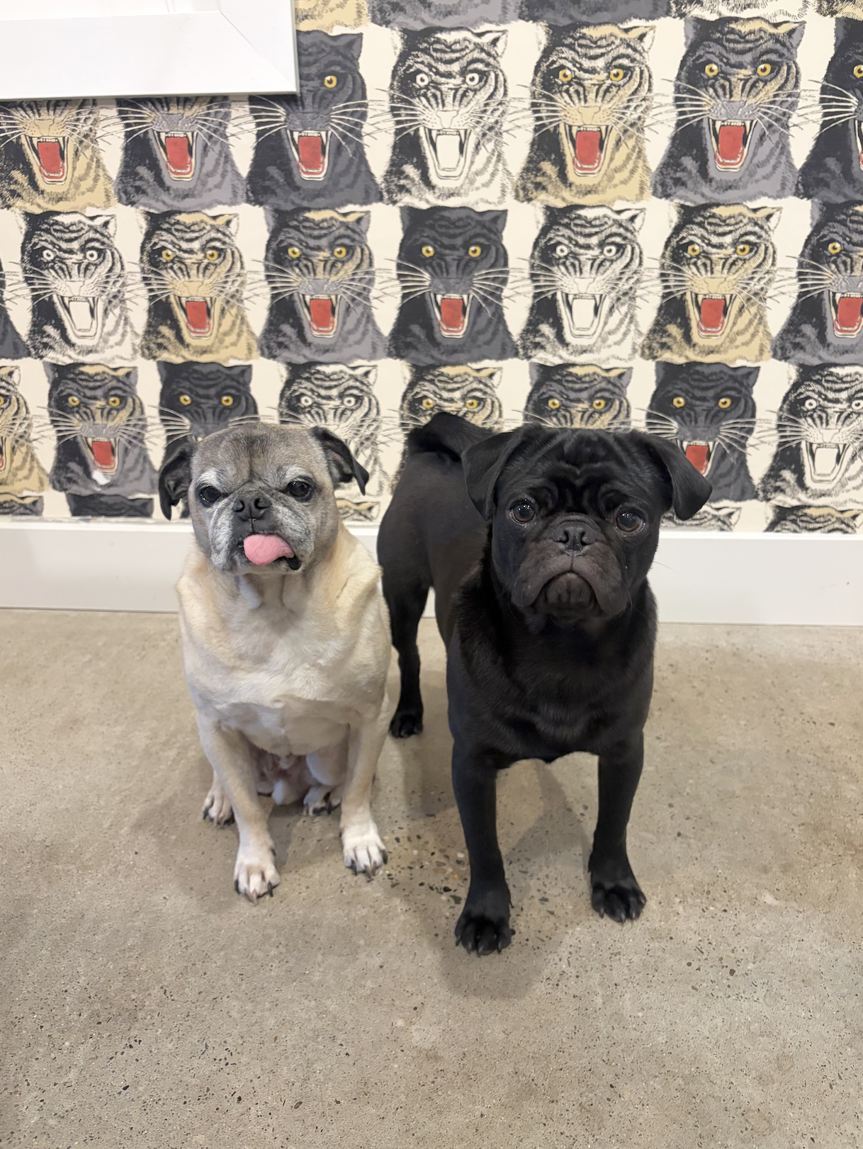 Jett – Bay Area Pug Project