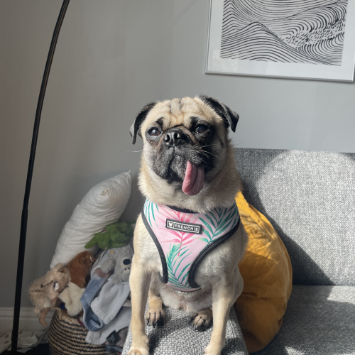 Bay Area Pug Project